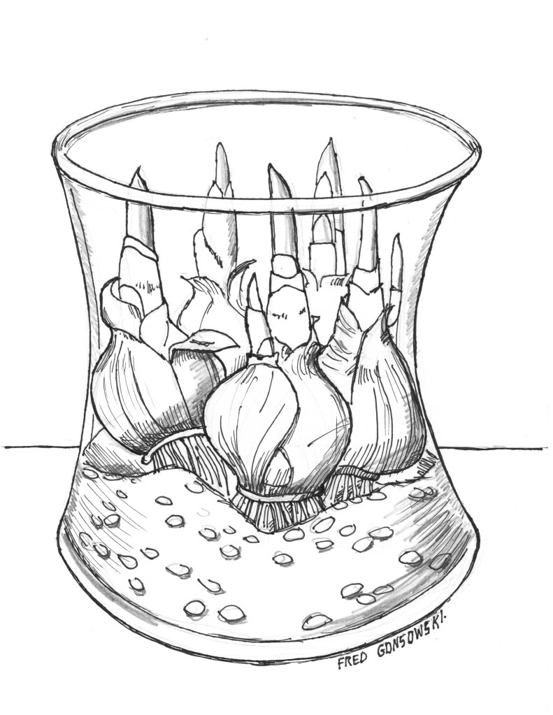 Forcing Paperwhite Narcissus, A little bit of spring in the dead of ...