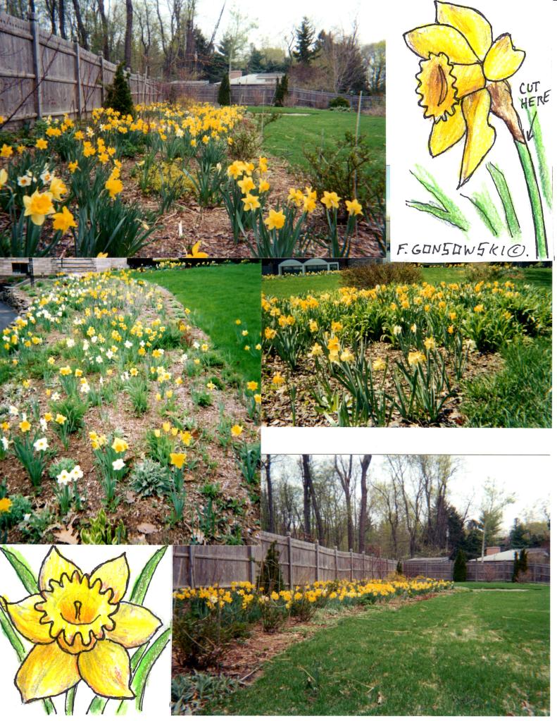 DAFFODILS…Planting, Fertilizing, and Maintenance. | Fred Gonsowski ...