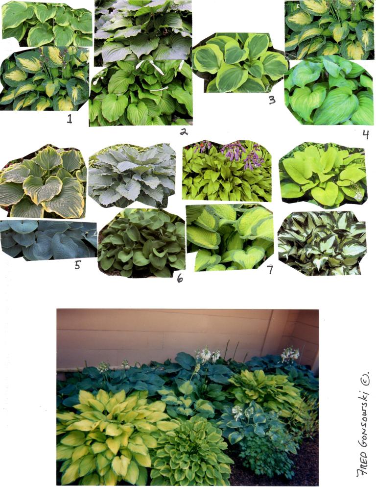 Designing / Planting a Hosta Garden | Fred Gonsowski Garden Home