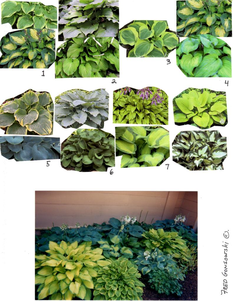 Designing / Planting a Hosta Garden | Fred Gonsowski Garden Home