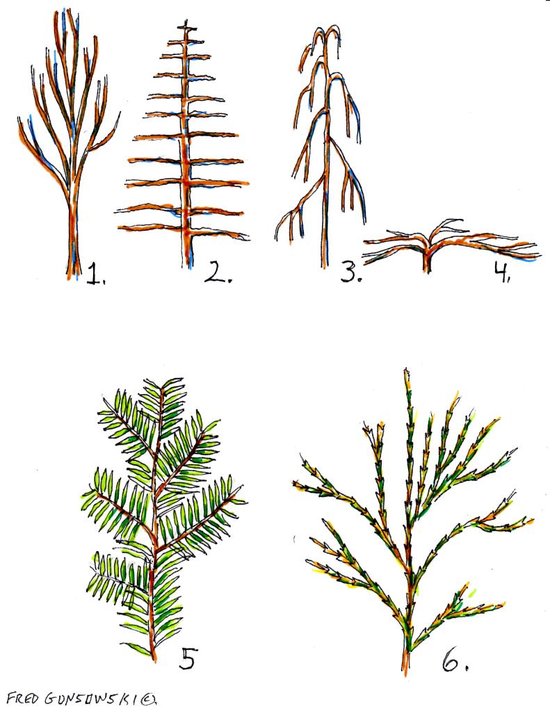 Looking at Evergreens in the Garden | Fred Gonsowski Garden Home