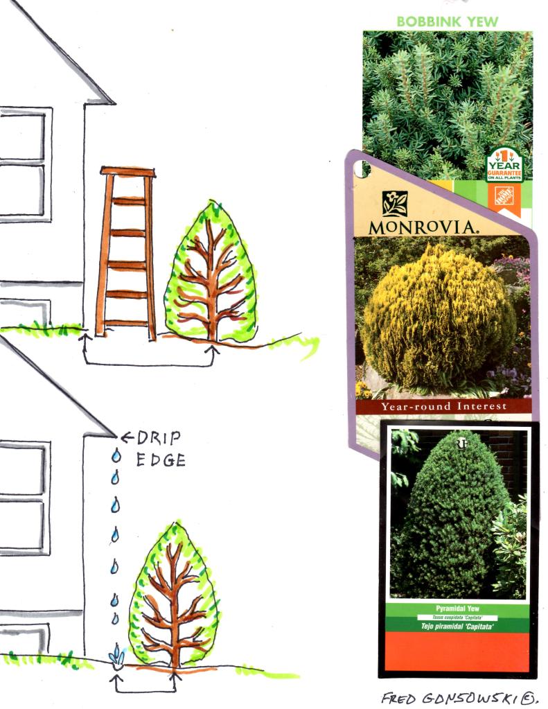 Distance Foundation Plants from your House when Planting | Fred ...