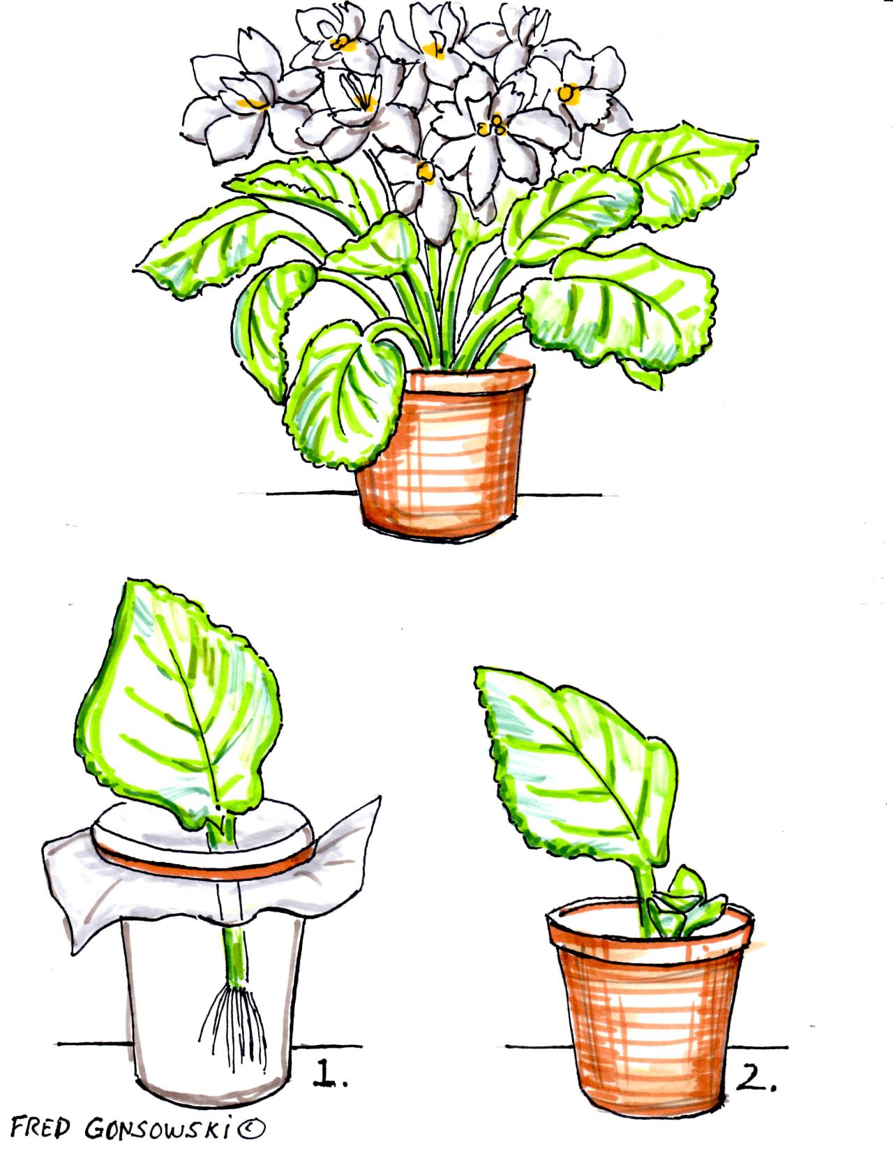 Starting an African Violet from a Leaf Cutting | Fred Gonsowski Garden Home