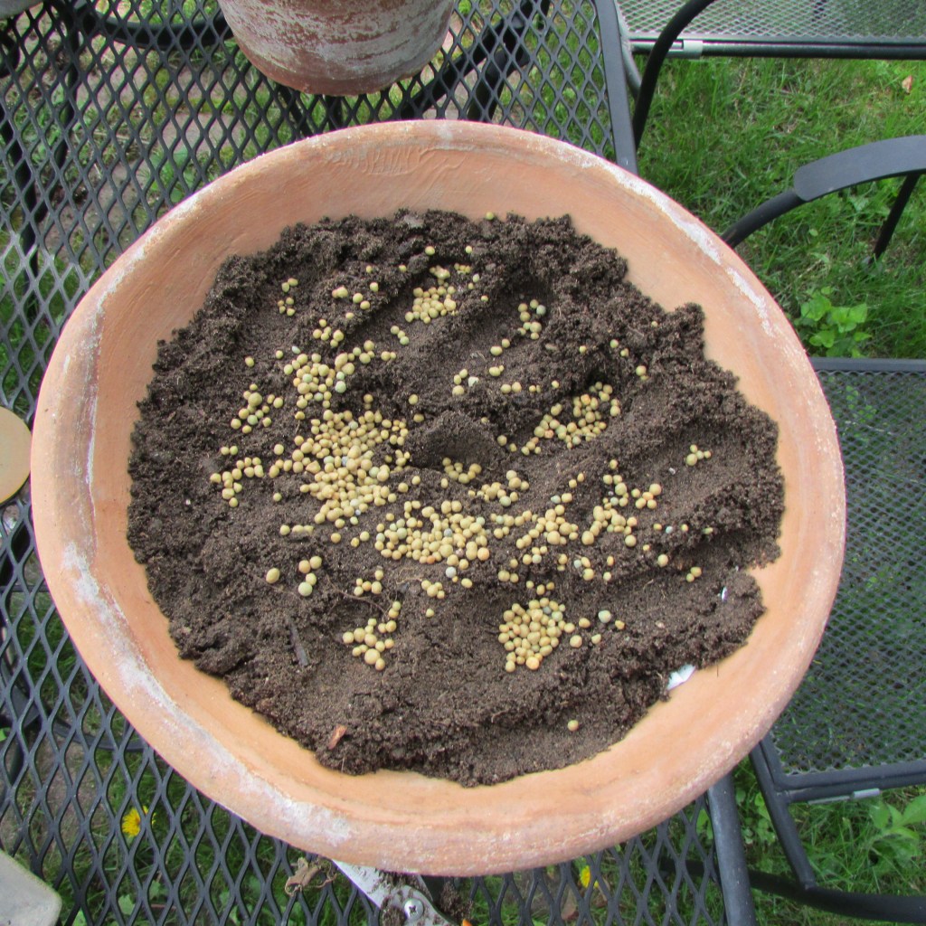 Line porous terracotta pots with tall kitchen trash bags before ...