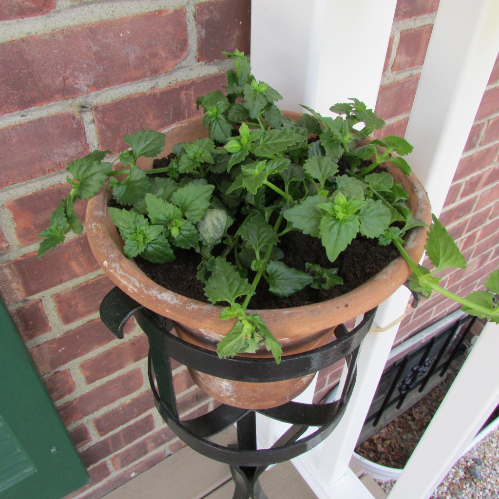 Line porous terracotta pots with tall kitchen trash bags before ...